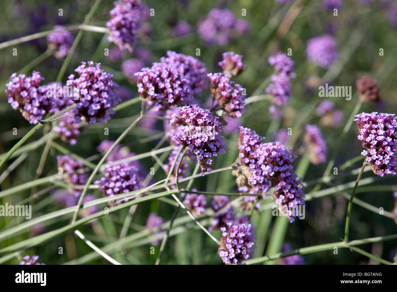 Purple verbena bonariensis hi-res stock photography and images - Alamy