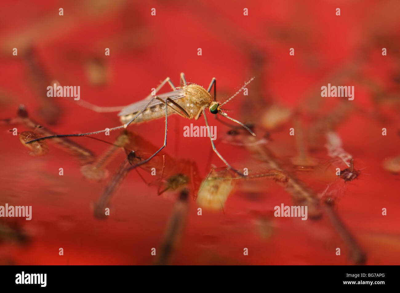 Pupa floating in hi-res stock photography and images - Alamy