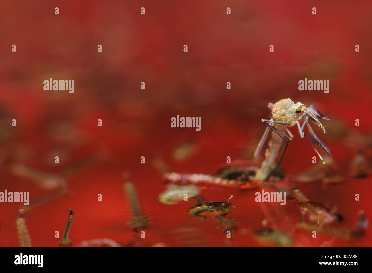 Pupa floating in hi-res stock photography and images - Alamy