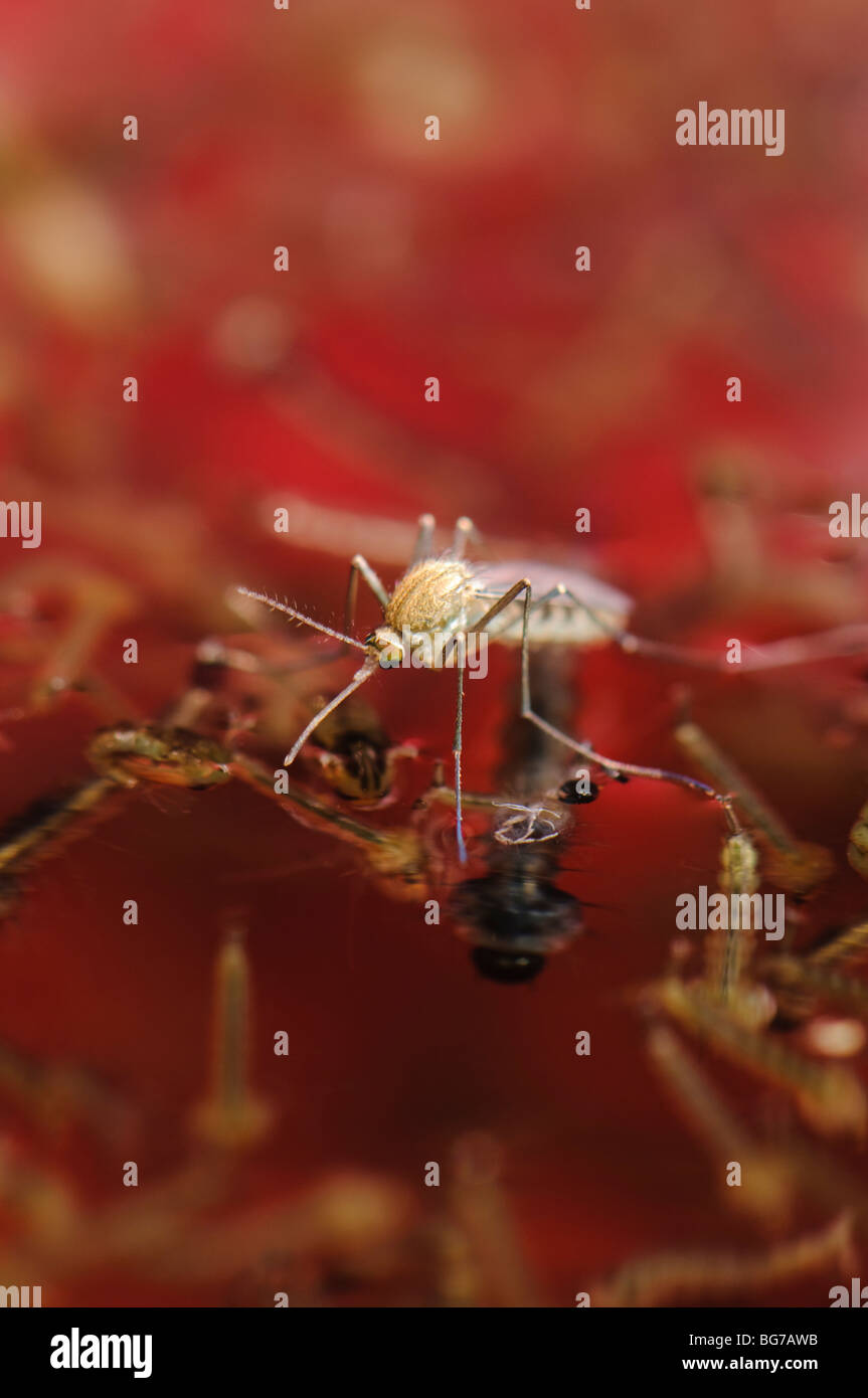 Freshly emerged from pupa newborn female Culiseta longiareolata ...