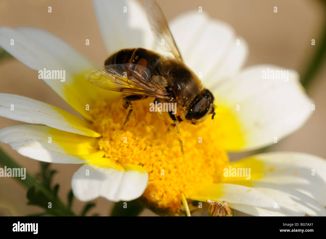 Animal and flowers hi-res stock photography and images - Alamy