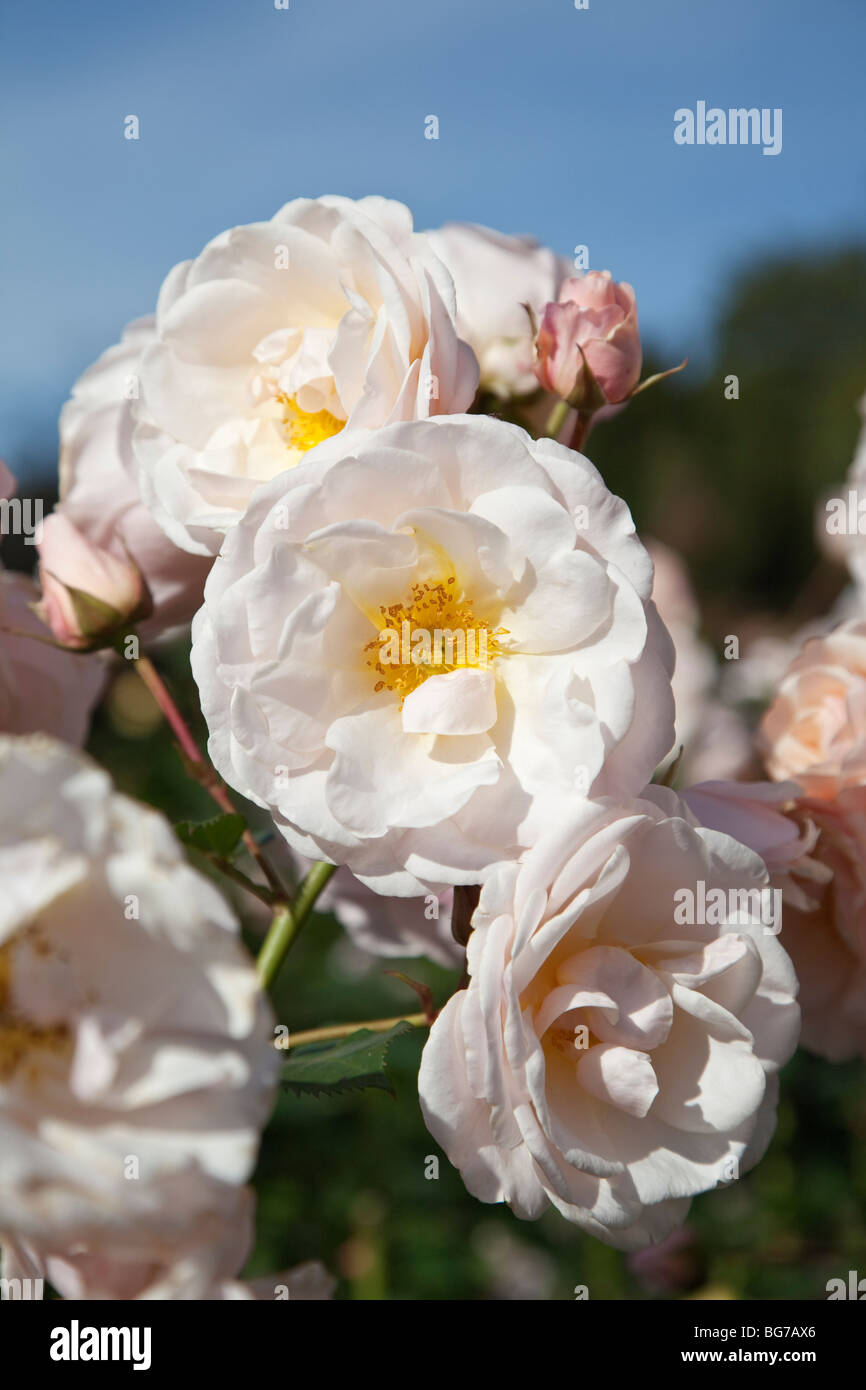 Rosa Pretty Lady Stock Photo - Alamy
