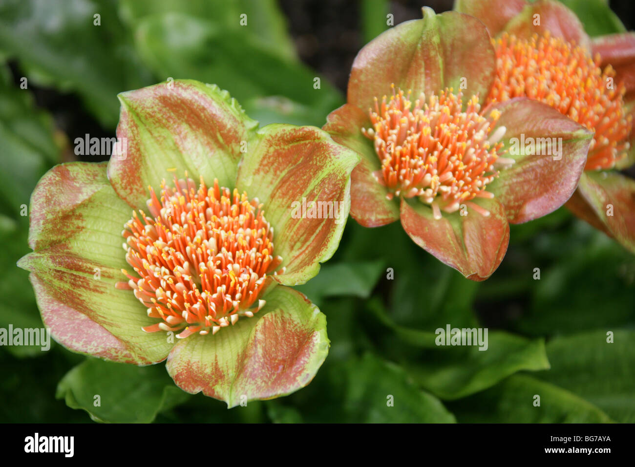 Blood Lily, Scadoxus membranaceus, Amaryllidaceae, Cape Province, South ...