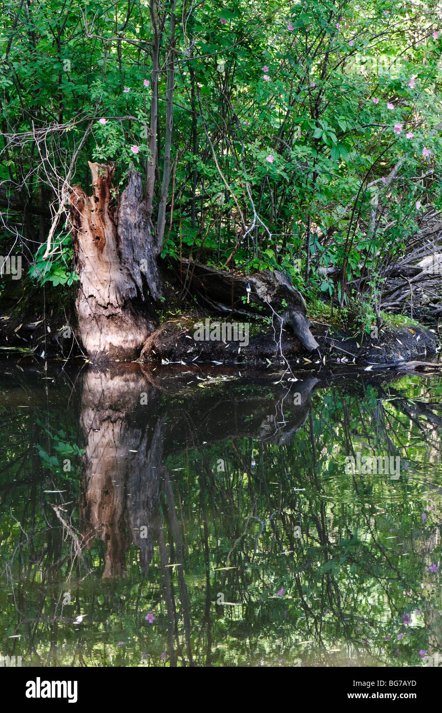 Prairie rose hi-res stock photography and images - Alamy