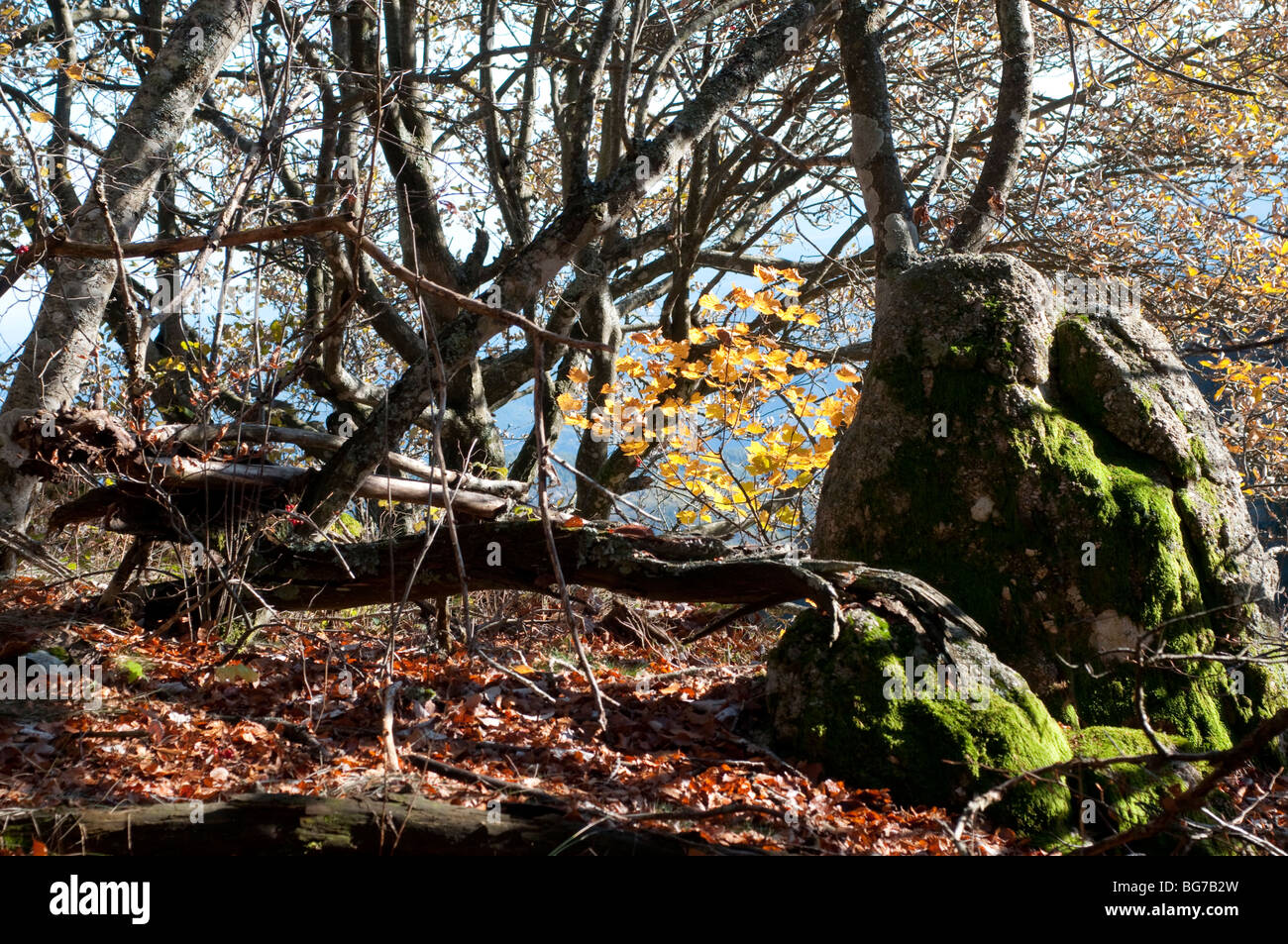 Cevennes National Park And Forest Stock Photos & Cevennes National Park ...