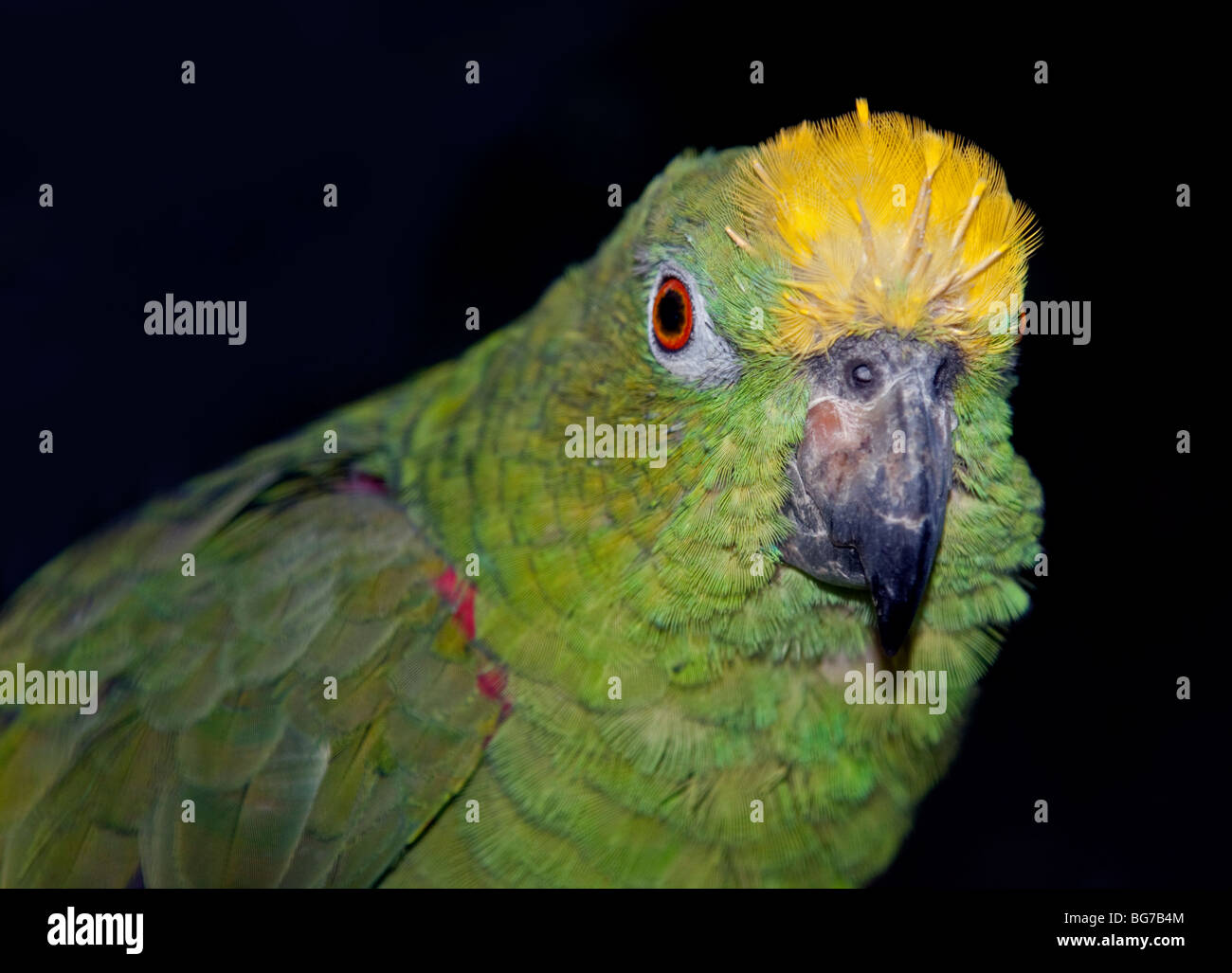 Yellow crowned amazon parrot hi-res stock photography and images - Alamy