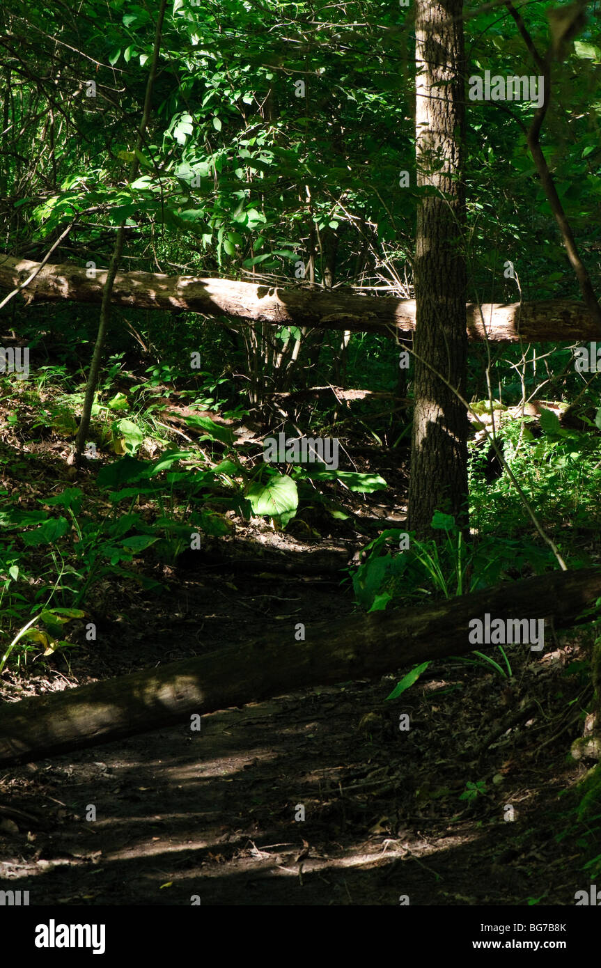 A forest game trail at Oak Openings Preserve, a Toledo, Ohio, Metropark ...