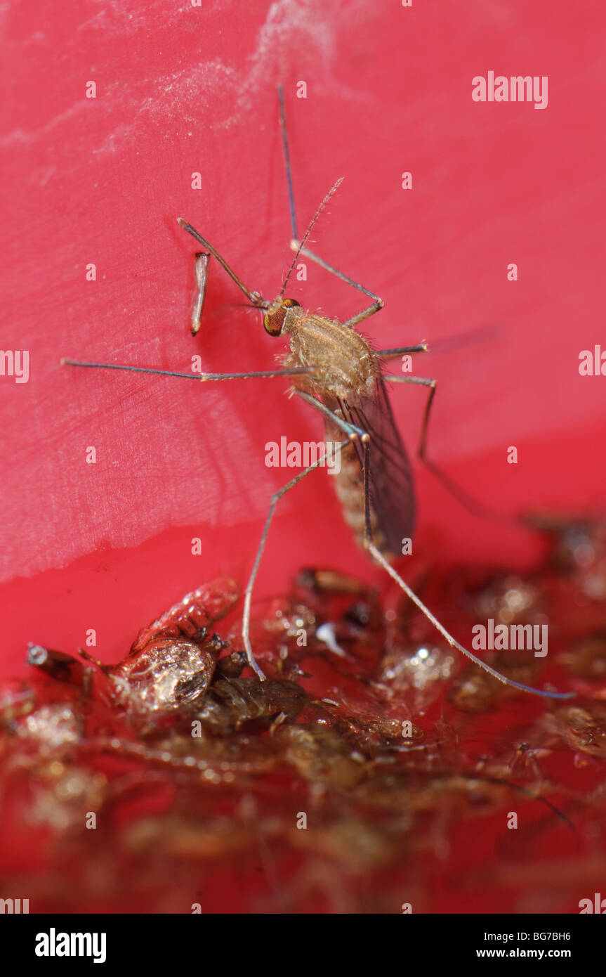 Freshly emerged from pupa newborn female Culex pipiens mosquito resting ...