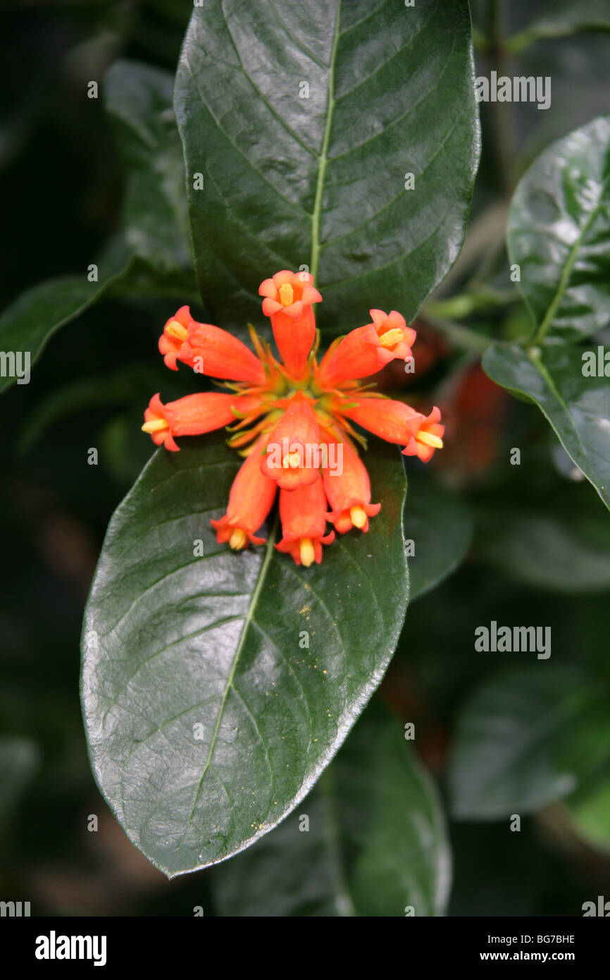 Bubulubuena