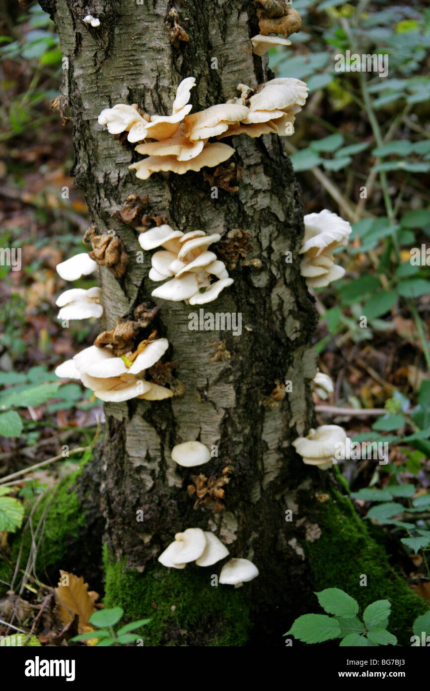 Branched Oyster Mushroom, Pleurotus cornucopiae, Pleurotaceae Stock ...