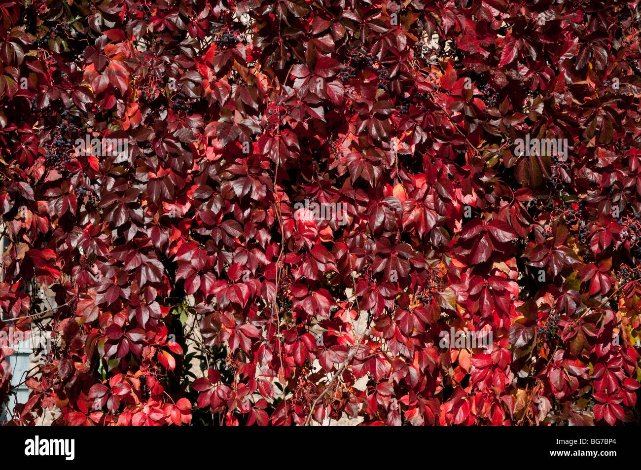 Virginia creeper, the village of Cezas, Cevennes, France Stock Photo ...