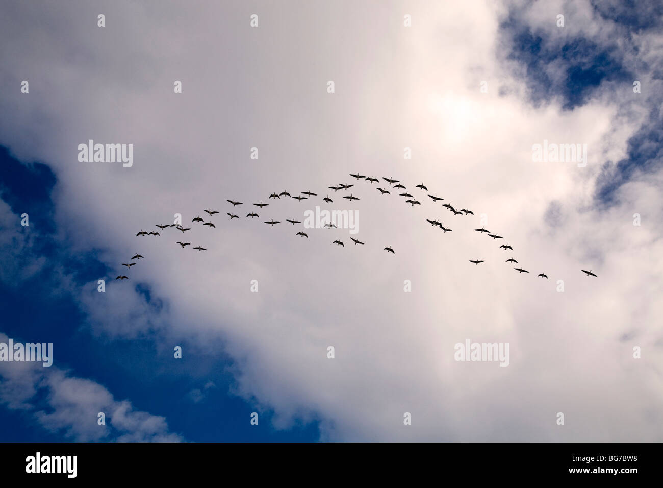 Flight of geese hi-res stock photography and images - Alamy