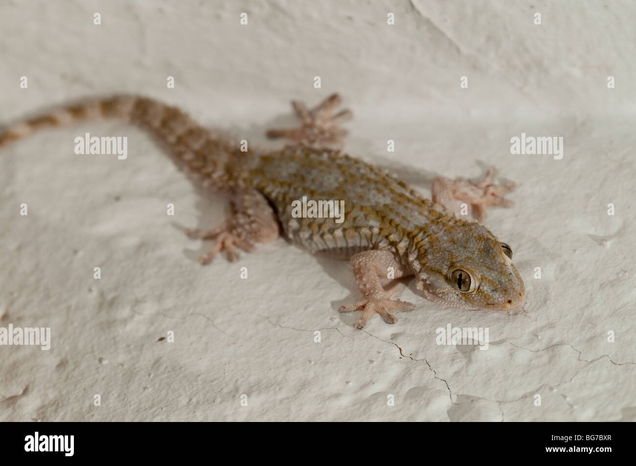 Moorish Gecko (Tarentola mauritanica) stalking insects on an outdoors ...