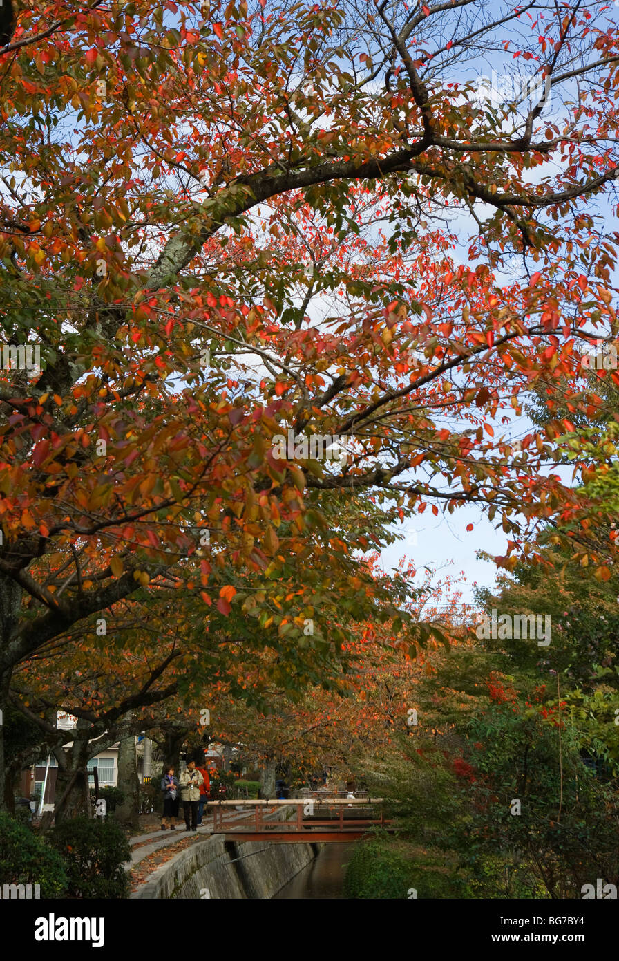 Philosopher's Path Maple Tree Japan Kyoto Stock Photo - Alamy