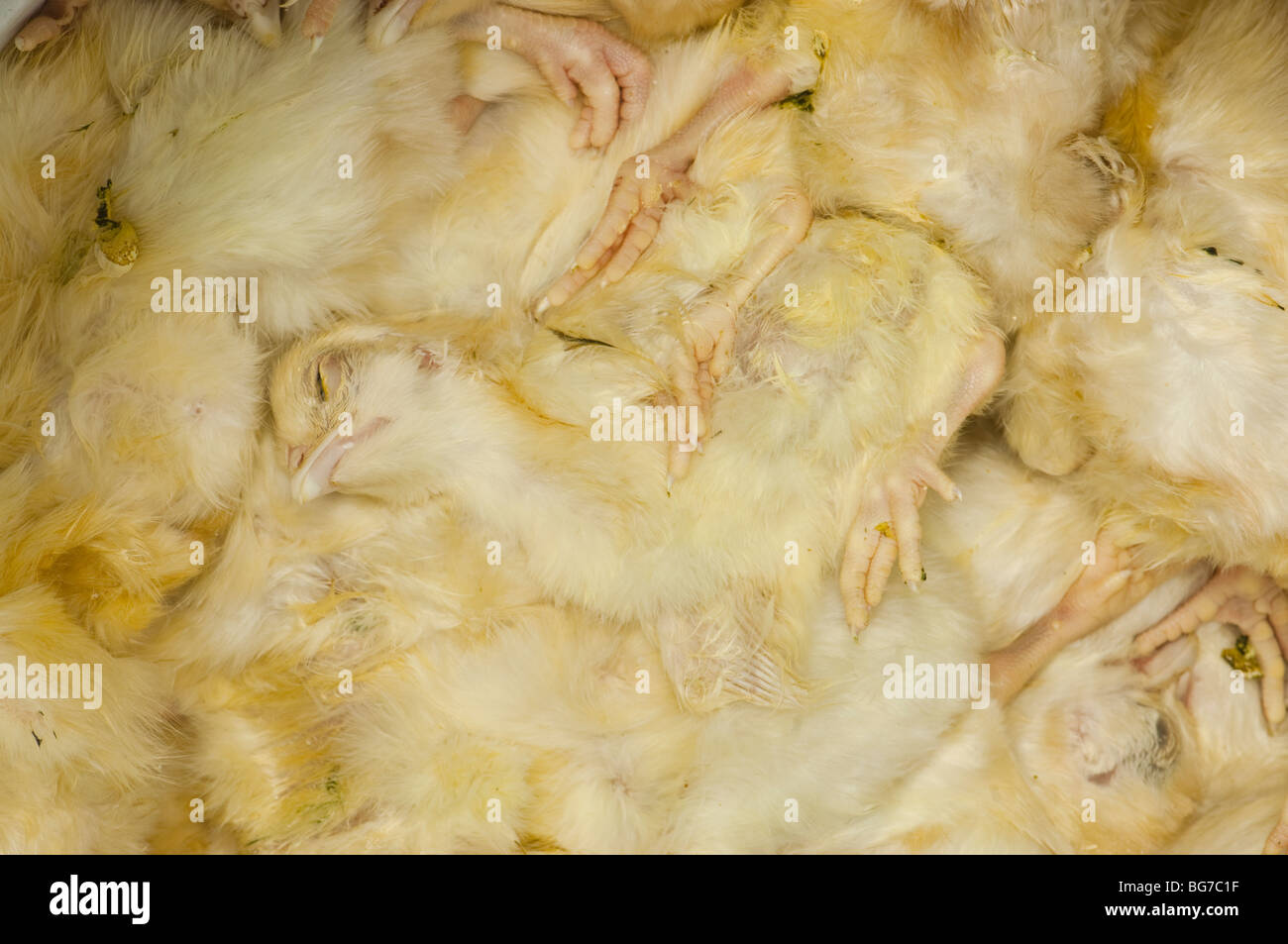 Dead chicken chicks hi-res stock photography and images - Alamy