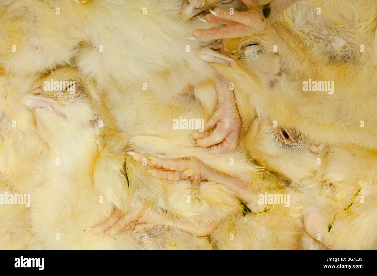 Dead Chicken Chicks High Resolution Stock Photography and Images - Alamy