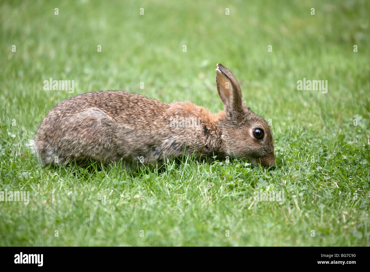 European Rabbit Oryctolagus cuniculus in garden eating grass Stock ...