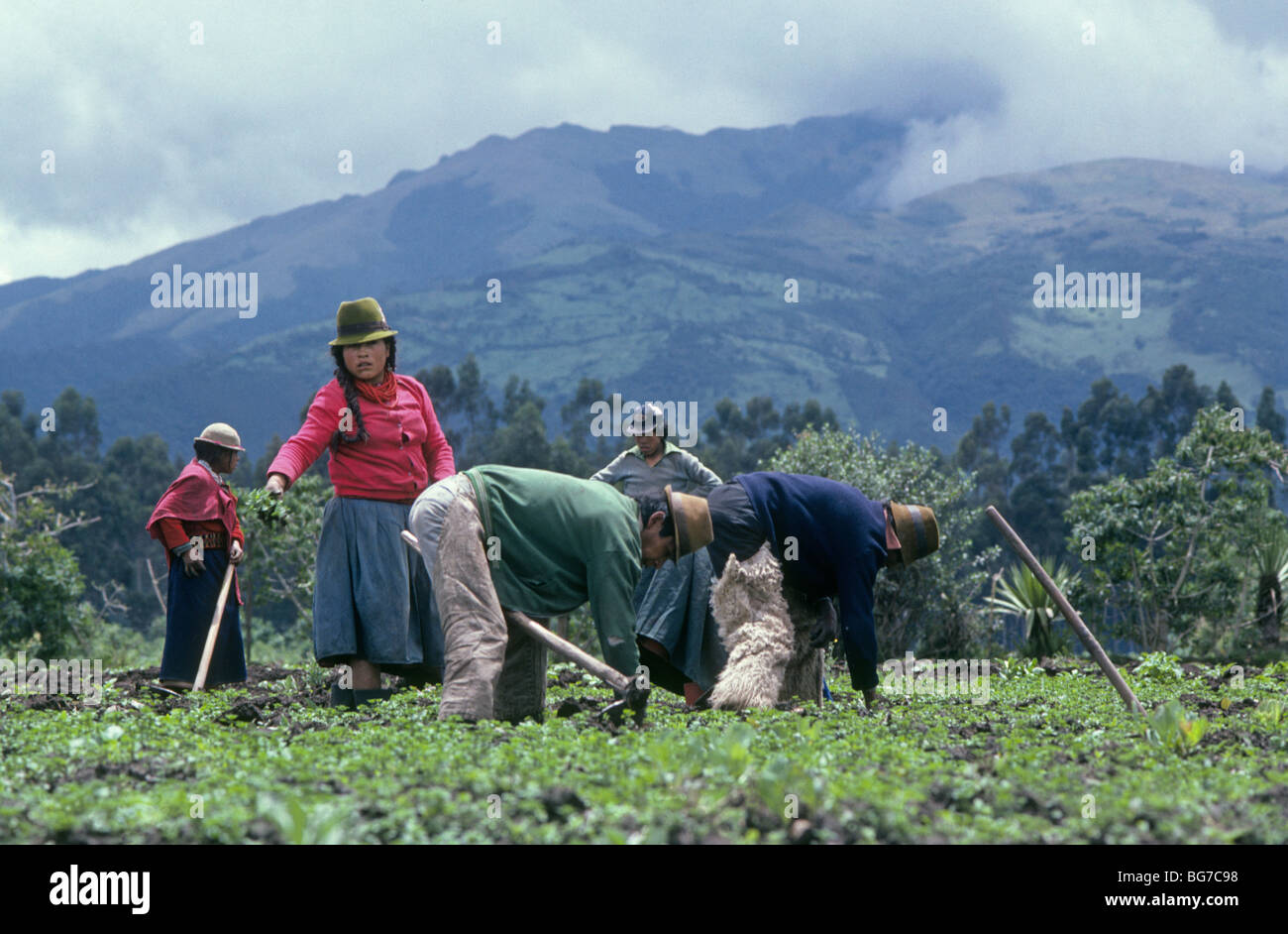 Potato farm ecuador hi-res stock photography and images - Alamy