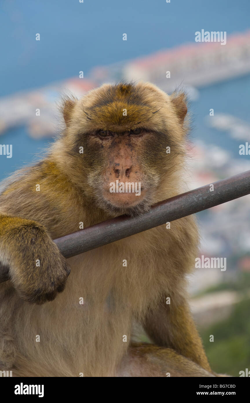 Barbary ape holds onto a pole in Gibraltar Stock Photo - Alamy