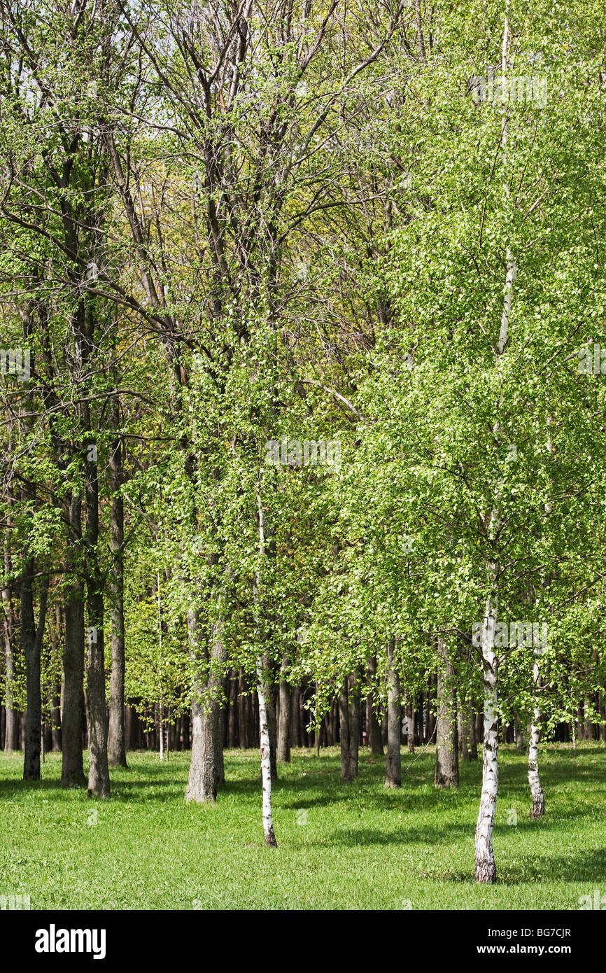 Young birch trees in spring hi-res stock photography and images - Alamy