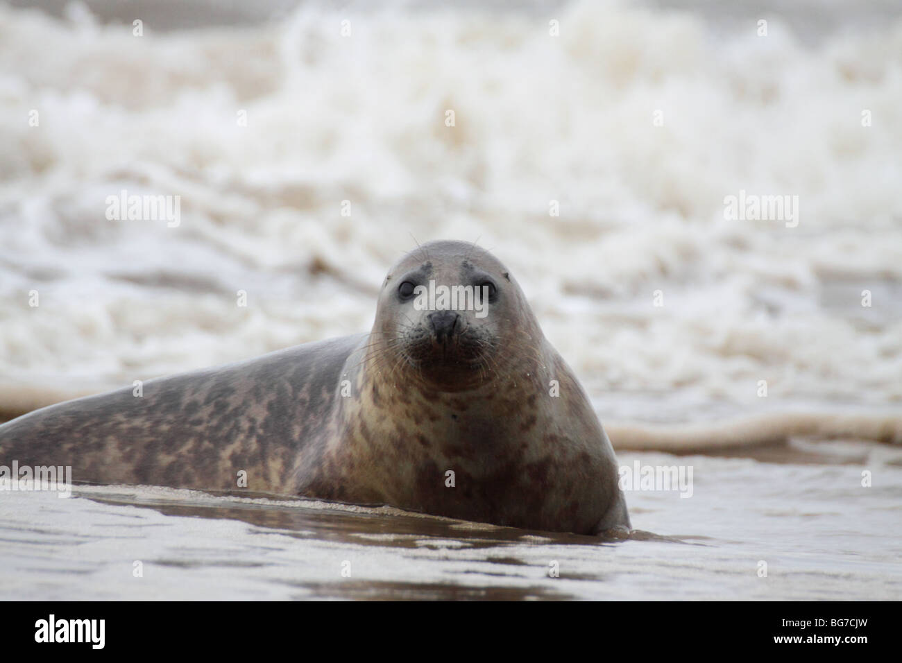 atlantic grey seal halichoerus grypus Stock Photo - Alamy