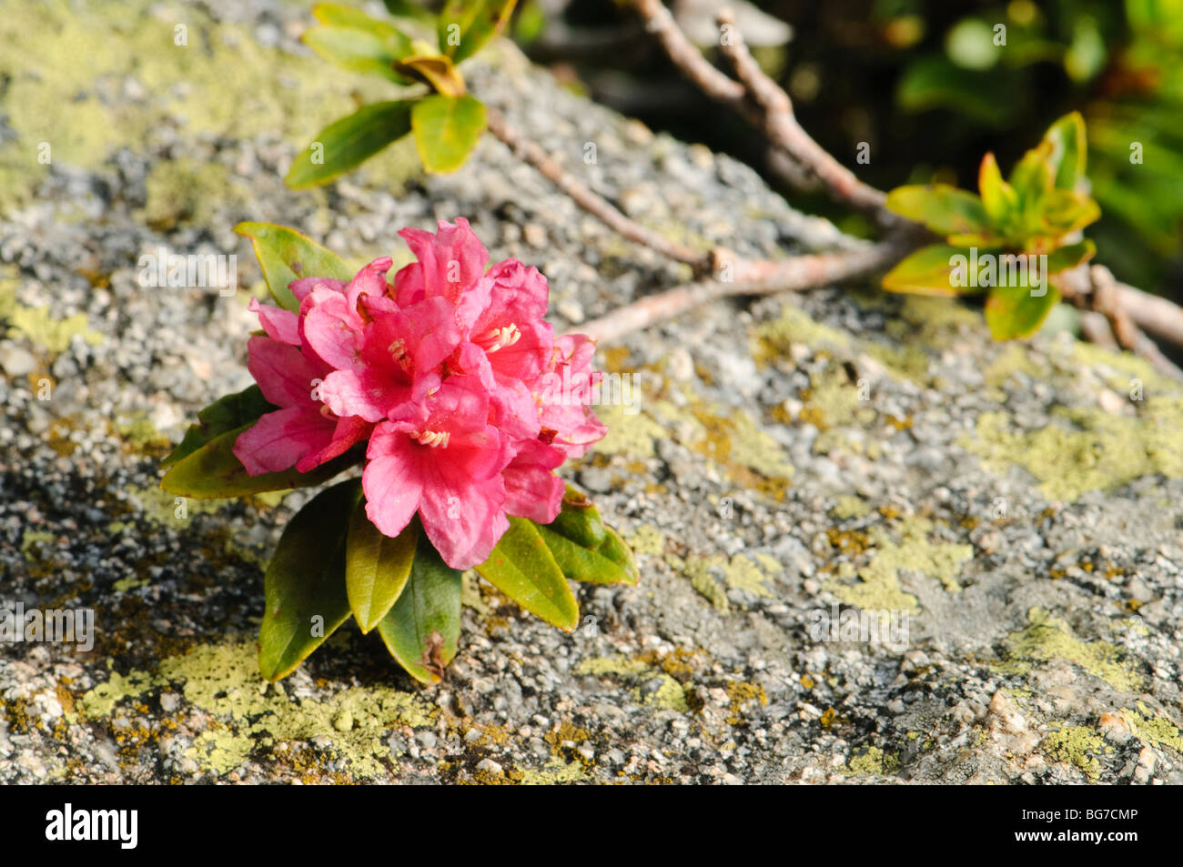 wild mountain flower, Meranges, Pyrenees of Spain Stock Photo - Alamy