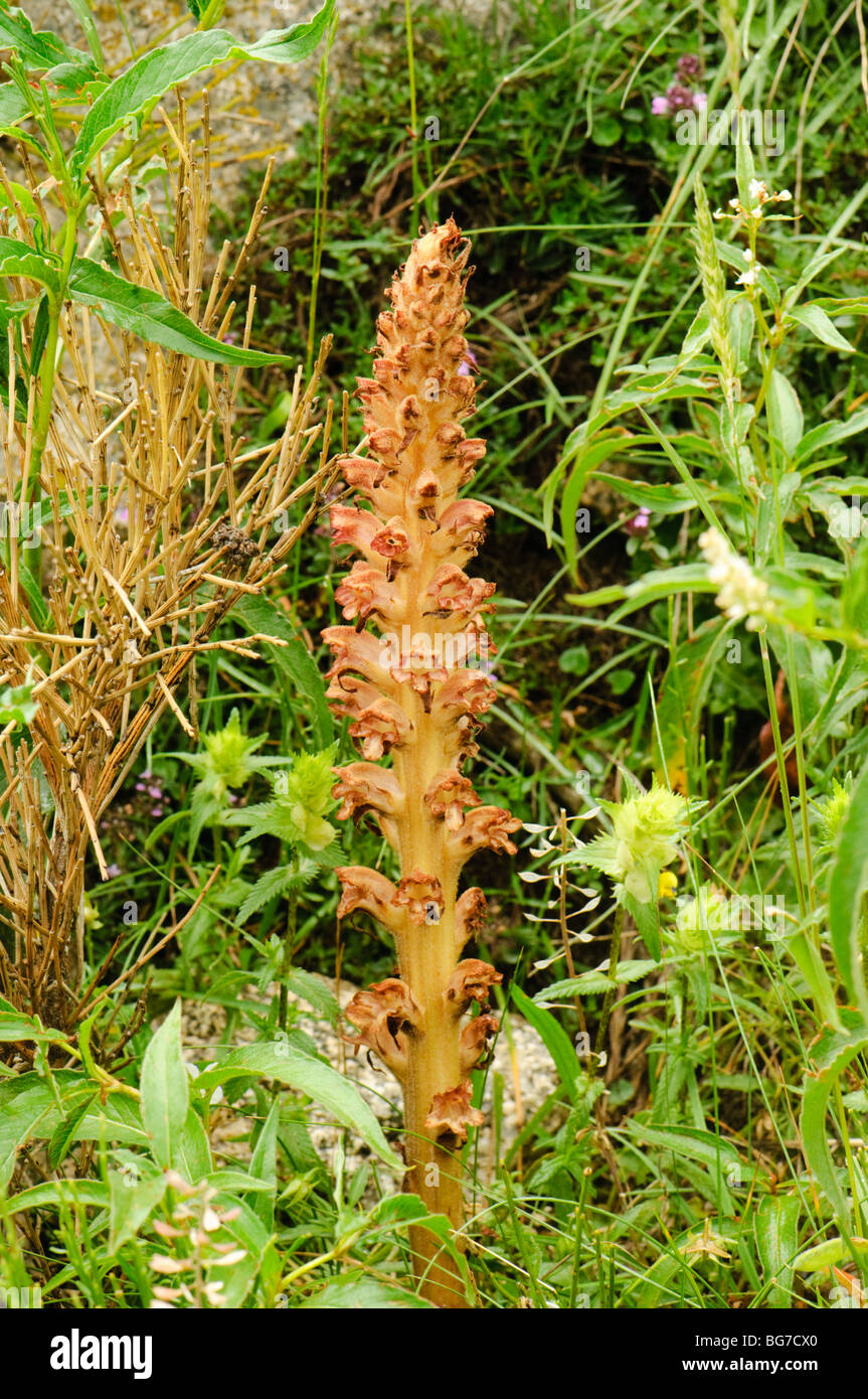 Wildflower mountain hi-res stock photography and images - Alamy