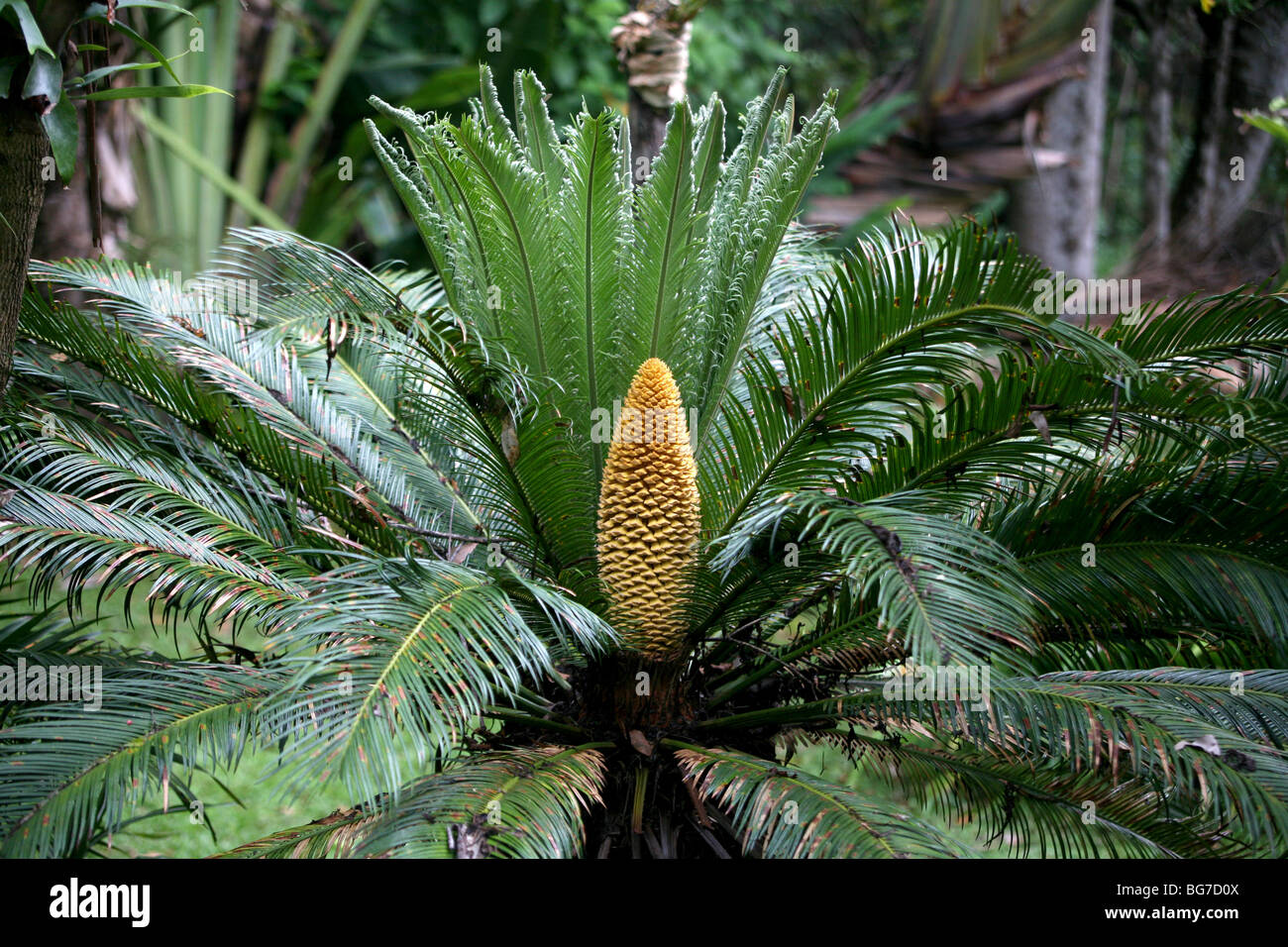 Cycad Tree