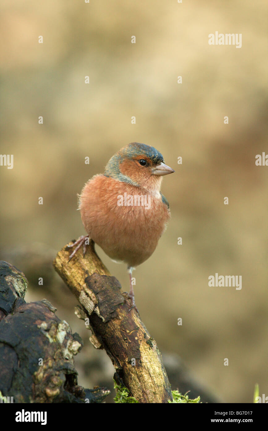 Coloured Finches High Resolution Stock Photography and Images - Alamy