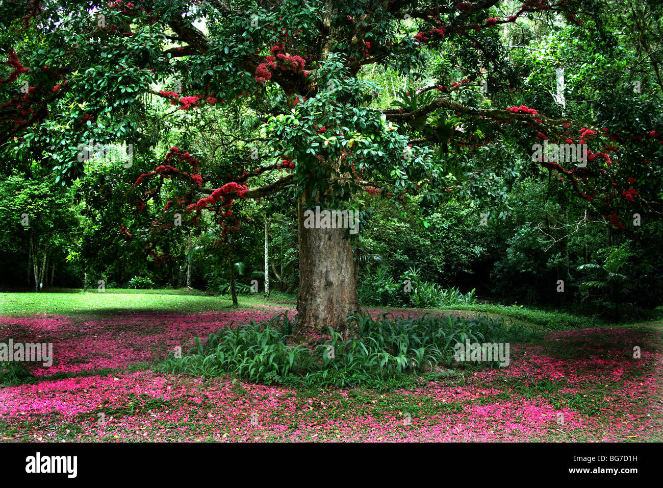 Sub-tropical rainforest Coolamon tree in flower at Main arm near ...