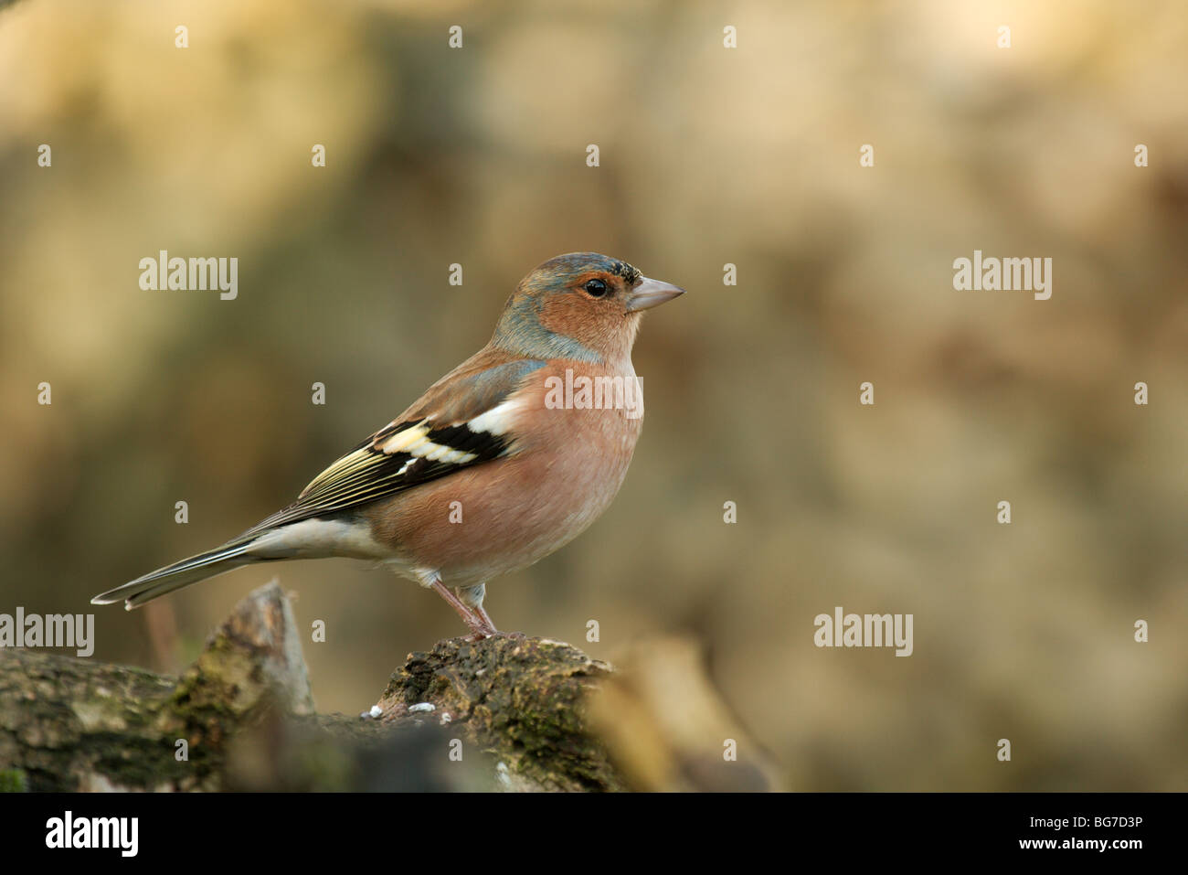 A brightly coloured male chaffinch Stock Photo - Alamy