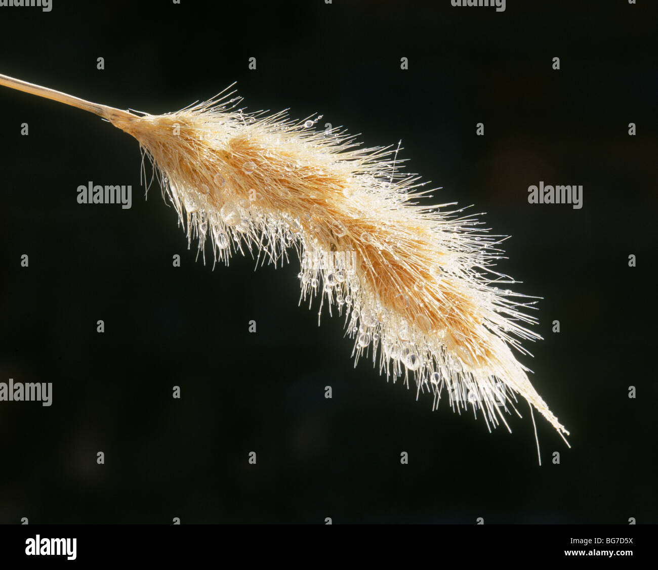 Chaff hi-res stock photography and images - Alamy
