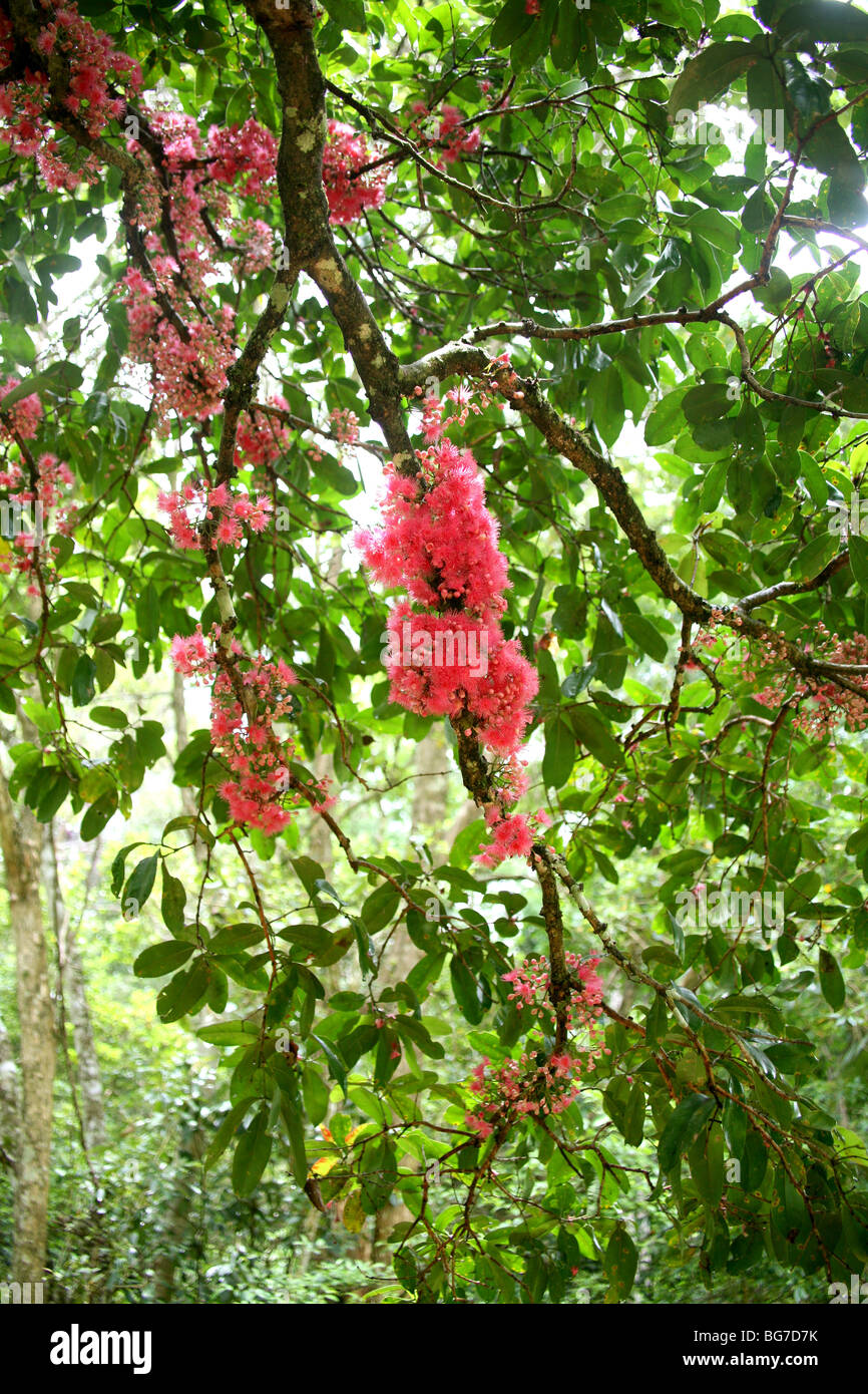 Sub-tropical rainforest Coolamon tree in flower at Main arm near ...
