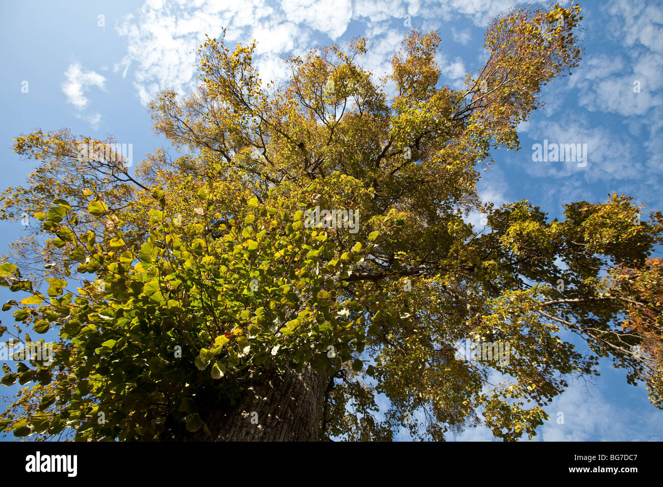 Asp tree hi-res stock photography and images - Alamy