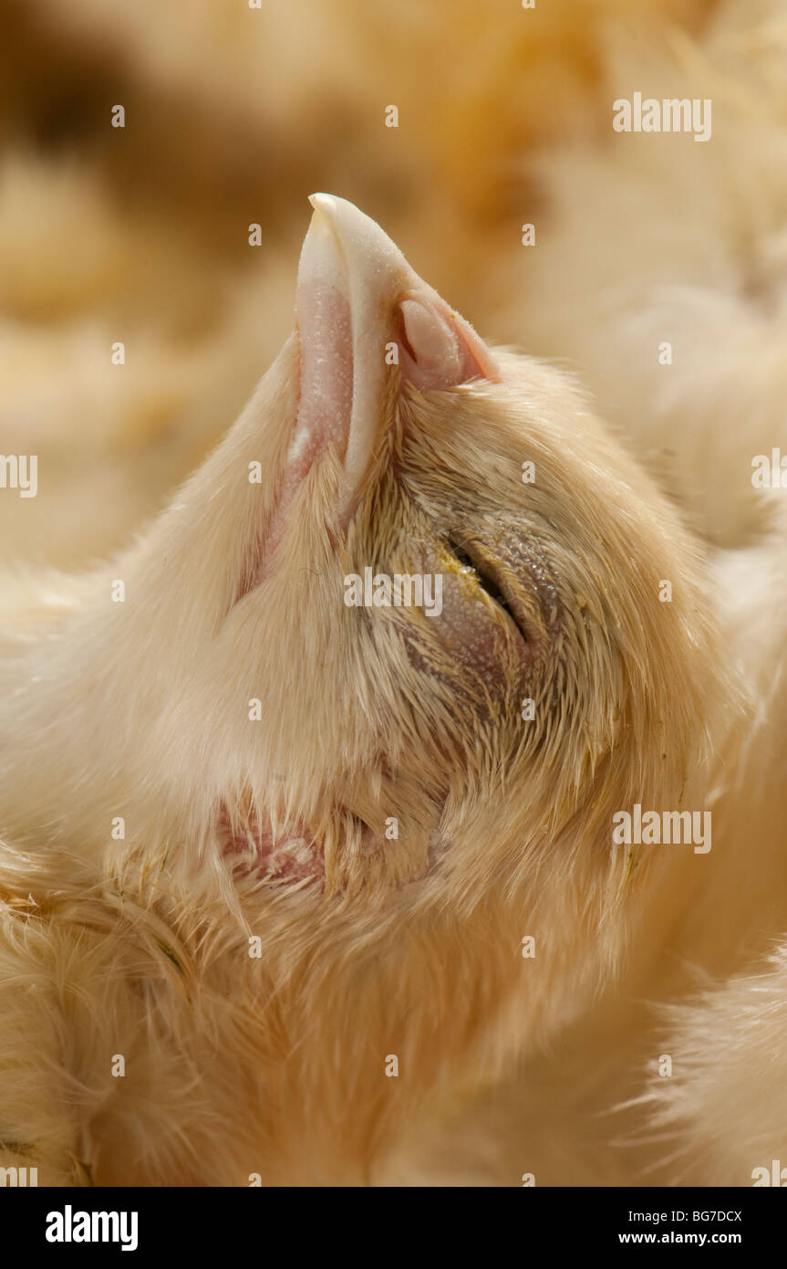 Dead frozen chicken (Gallus gallus domesticus) chicks portrait Stock ...