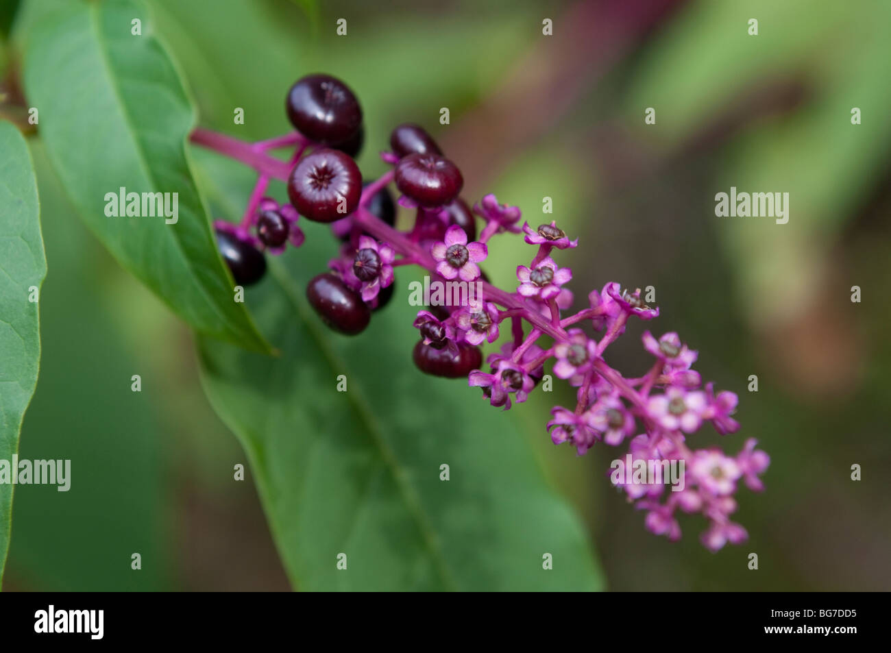 American pokeweed hi-res stock photography and images - Alamy