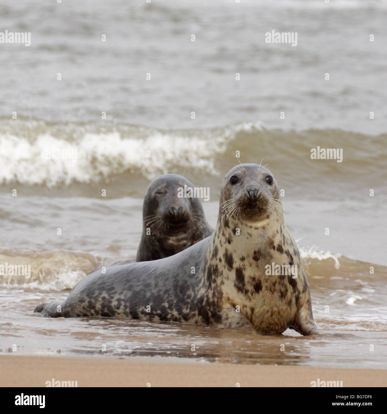 Atlantic grey seal hi-res stock photography and images - Alamy