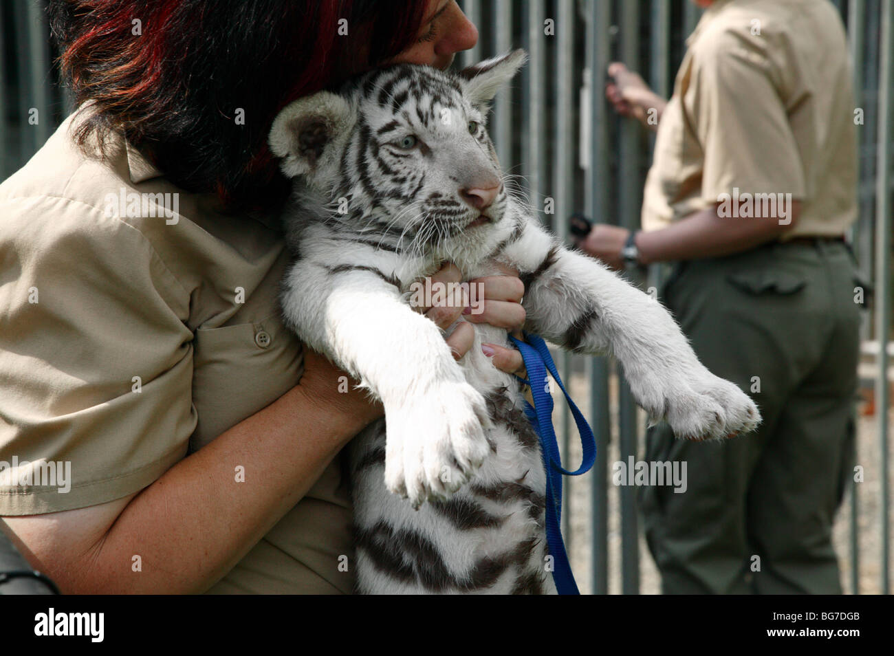 Tiger Zoo Keeper High Resolution Stock Photography and Images - Alamy