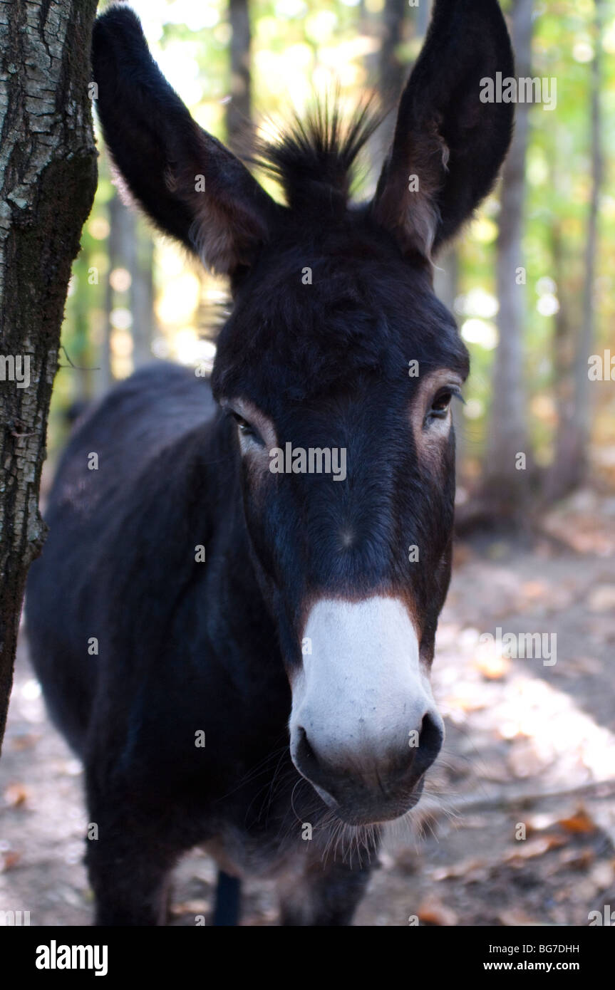 Donkey, Cevennes, France Stock Photo - Alamy