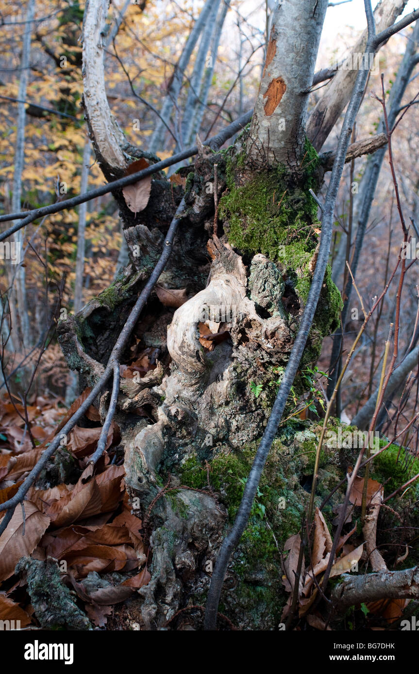 Moss on dead trunk hi-res stock photography and images - Alamy