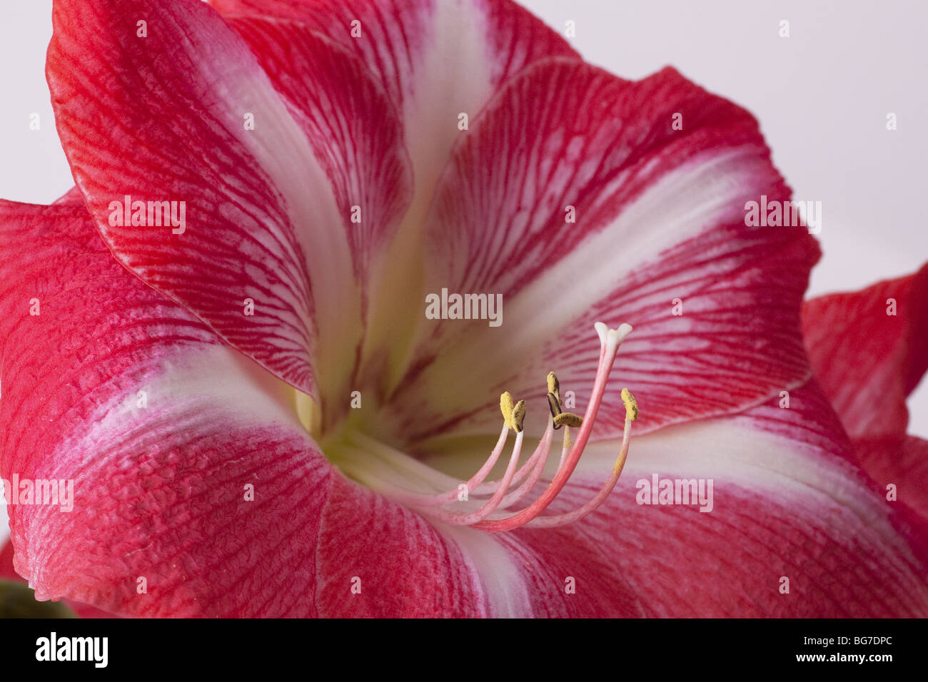 Stigma stamens amaryllis hi-res stock photography and images - Alamy