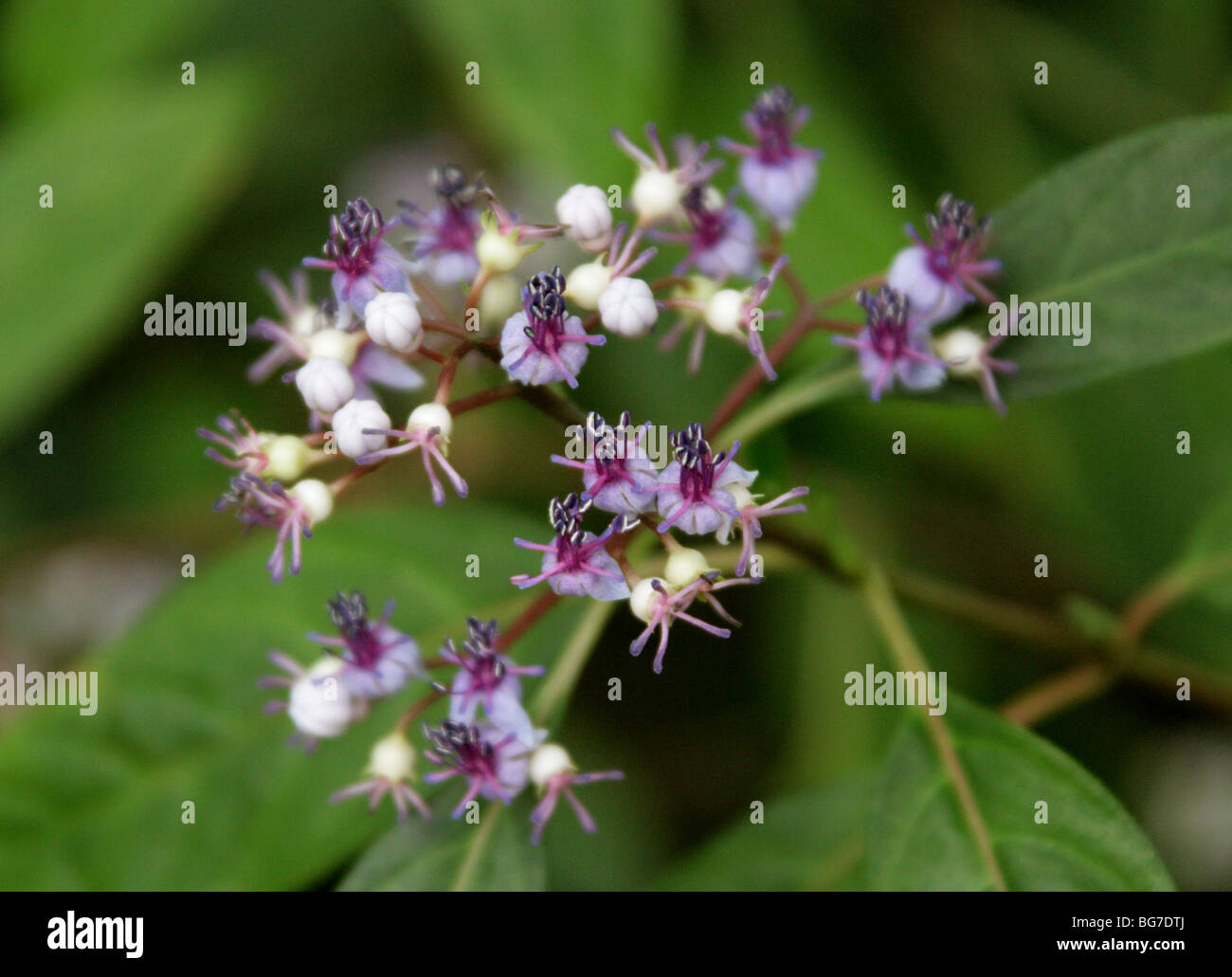 Oleaceae hi-res stock photography and images - Alamy