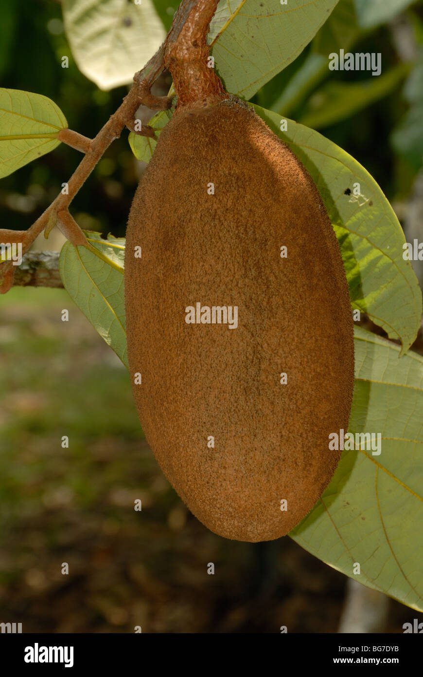 Theobroma species hi-res stock photography and images - Alamy