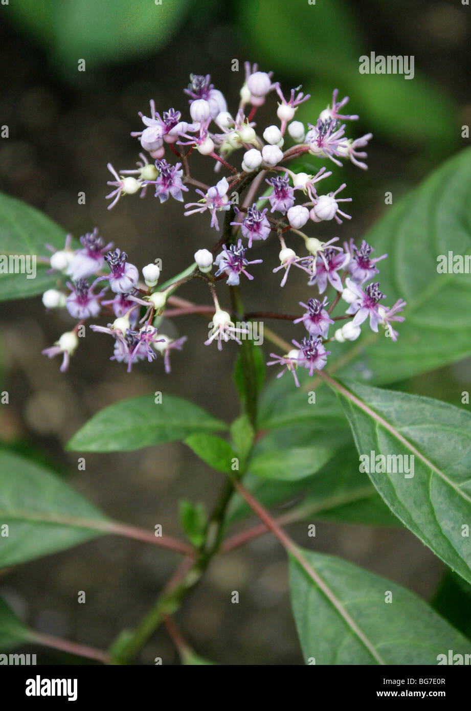 Oleaceae hi-res stock photography and images - Alamy