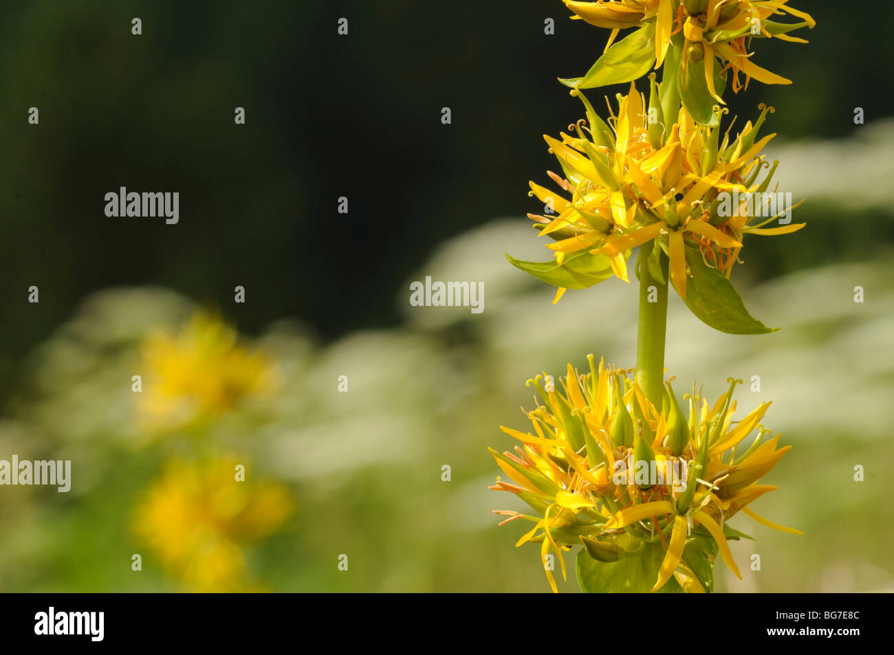 Meranges hi-res stock photography and images - Alamy