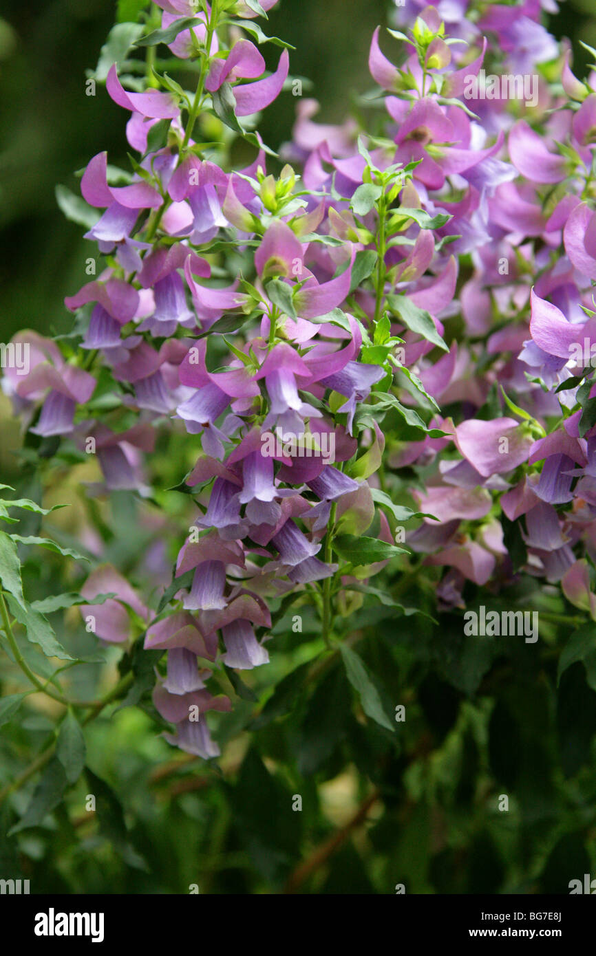 Mintbush or Mint-bush, Prostanthera magnifica, Lamiaceae (Labiatae ...