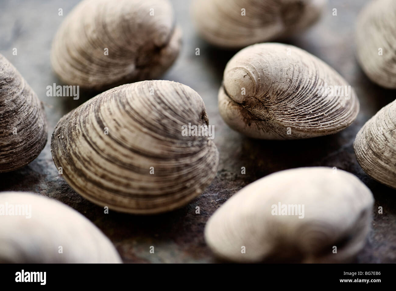 Clamshells High Resolution Stock Photography and Images - Alamy