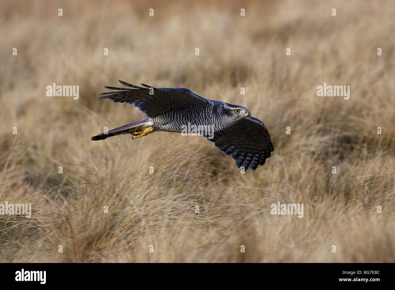 Goshawk flight hi-res stock photography and images - Alamy