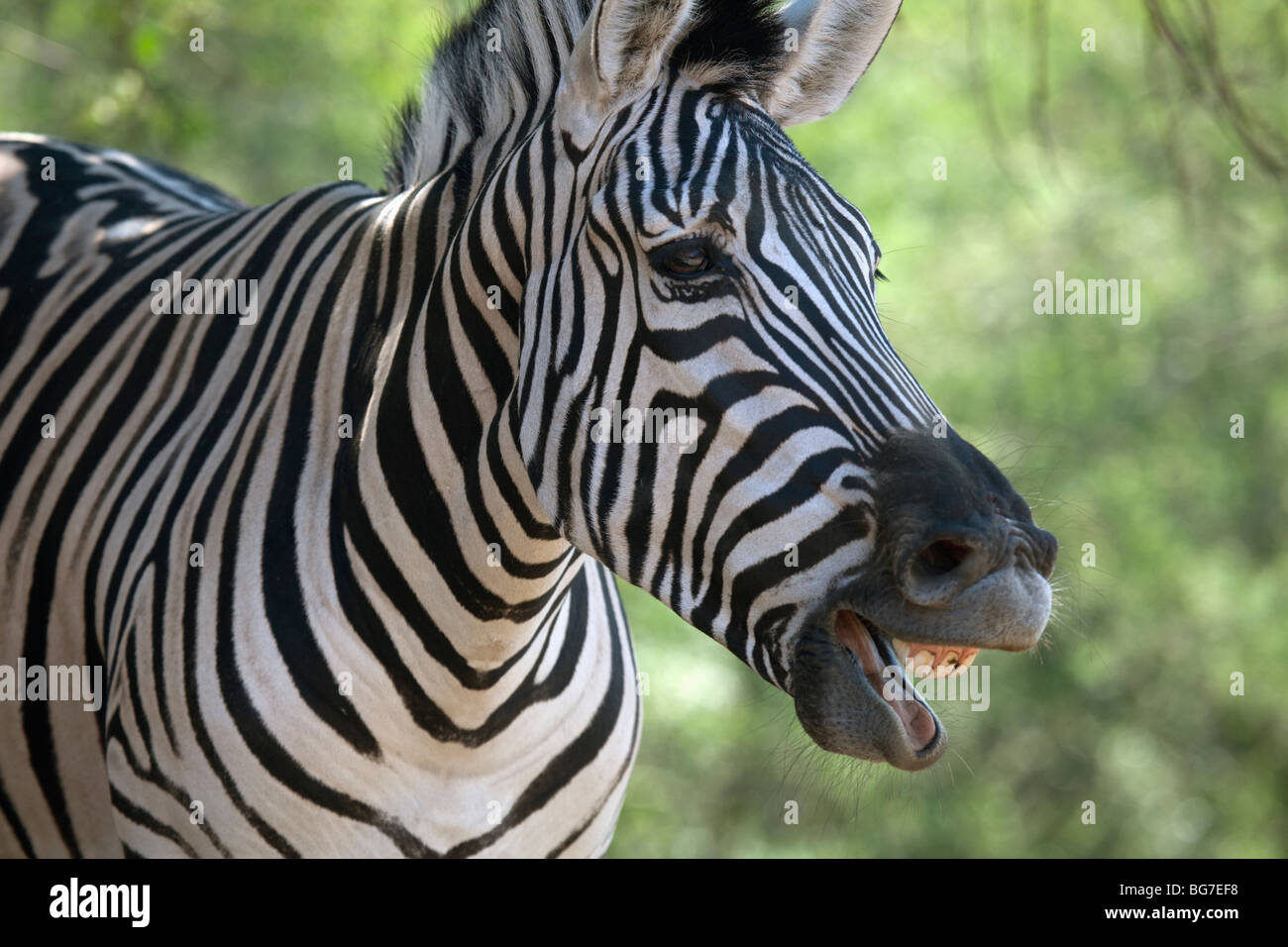 Laughing Zebra High Resolution Stock Photography and Images - Alamy