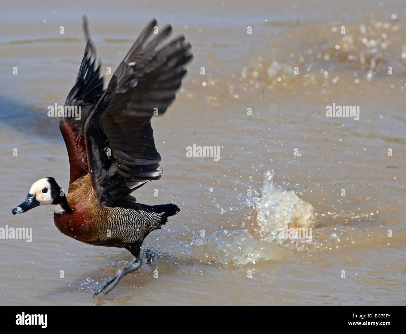 whitefaced duck take off Stock Photo - Alamy
